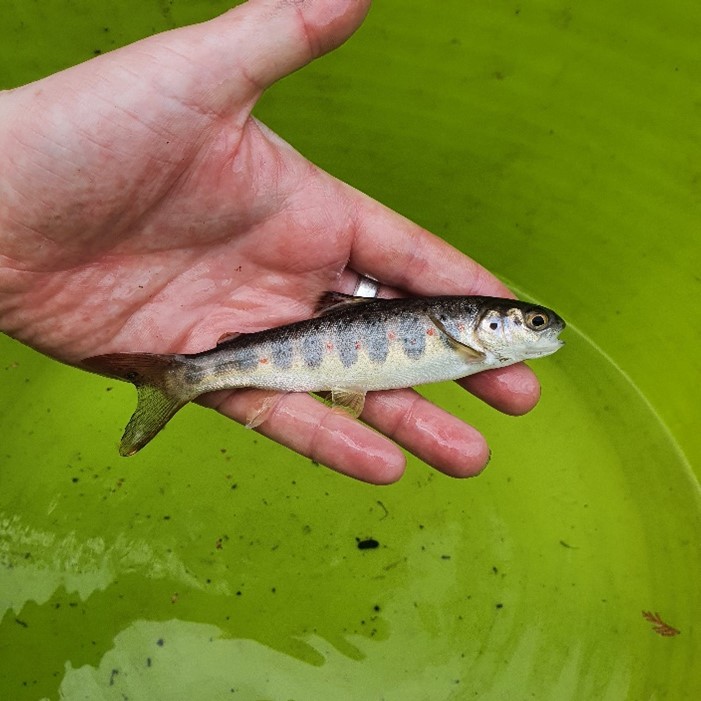 Electrofishing- a new service provided by TOBIN Consulting Engineers ...